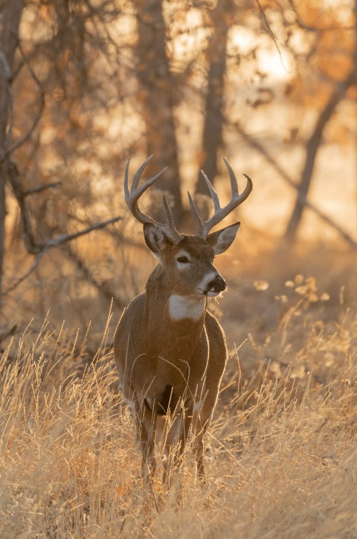 Three Strategies to Taking a Giant this November: Whitetails 365 - The ...