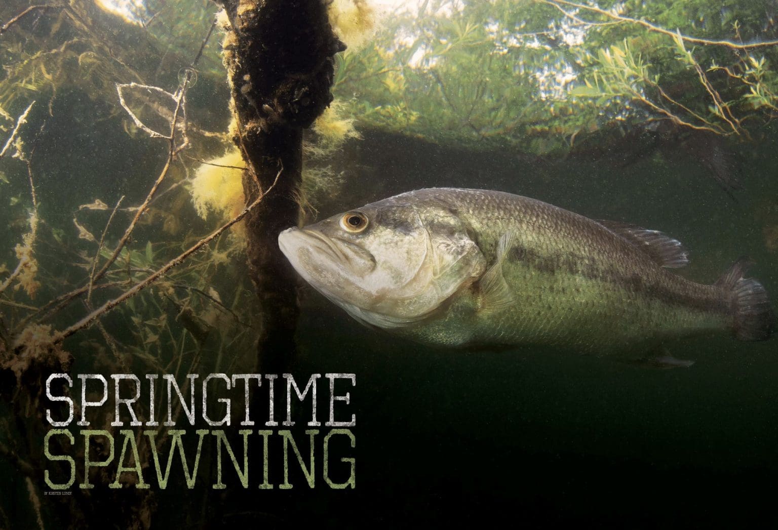 Springtime Spawning - The Iowa Sportsman