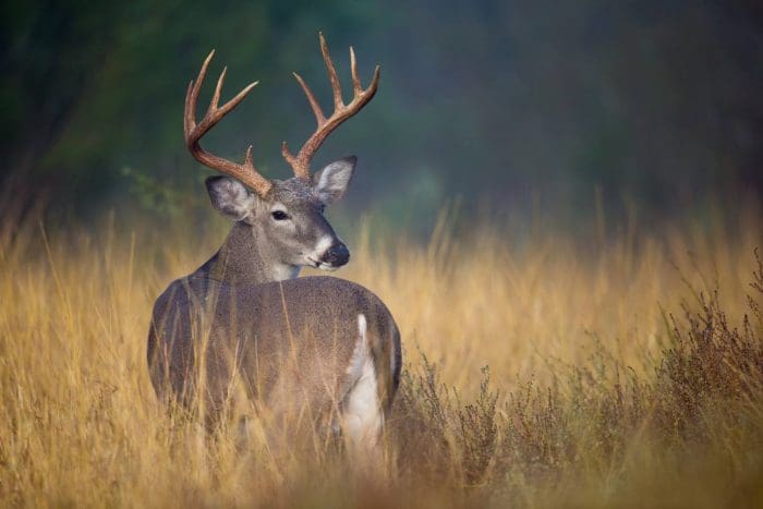 Early October Hunting Strategies - The Iowa Sportsman
