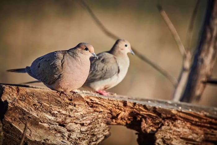 Tips for Dove Hunting Success - The Iowa Sportsman