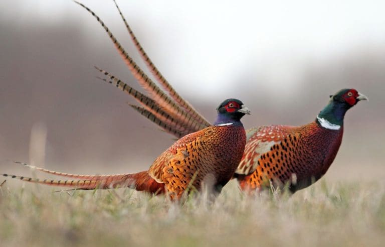 2025 Iowa Pheasant Outlook - The Iowa Sportsman