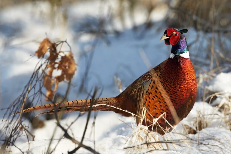 Hunting Late Season Roosters - The Iowa Sportsman