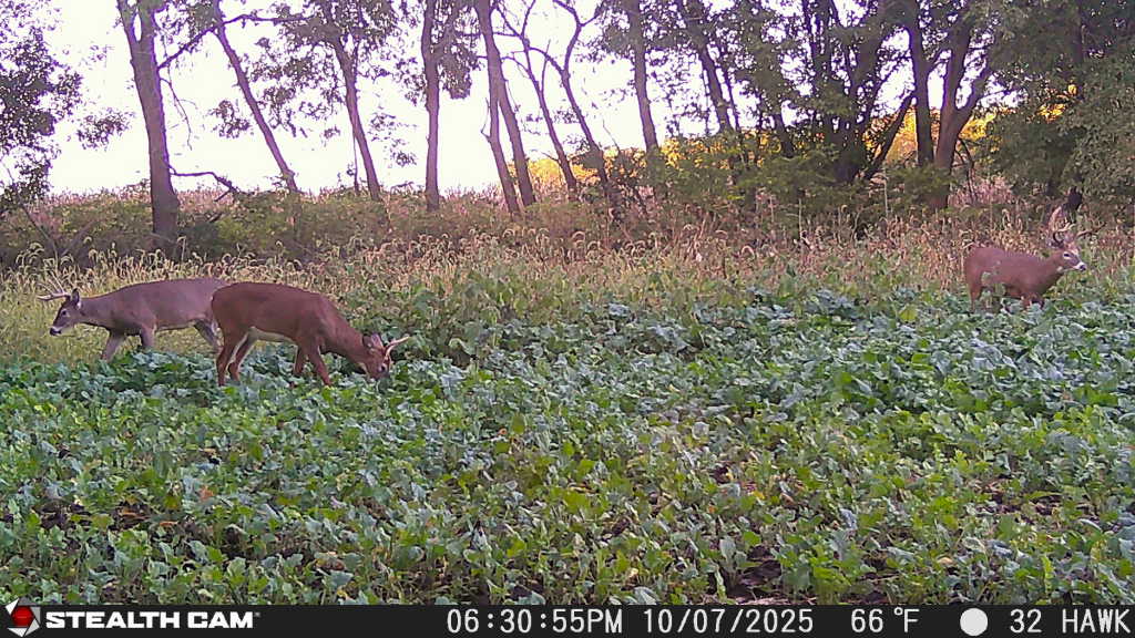 Big Buck Profile: The 2025 Gandy Buck - The Iowa Sportsman